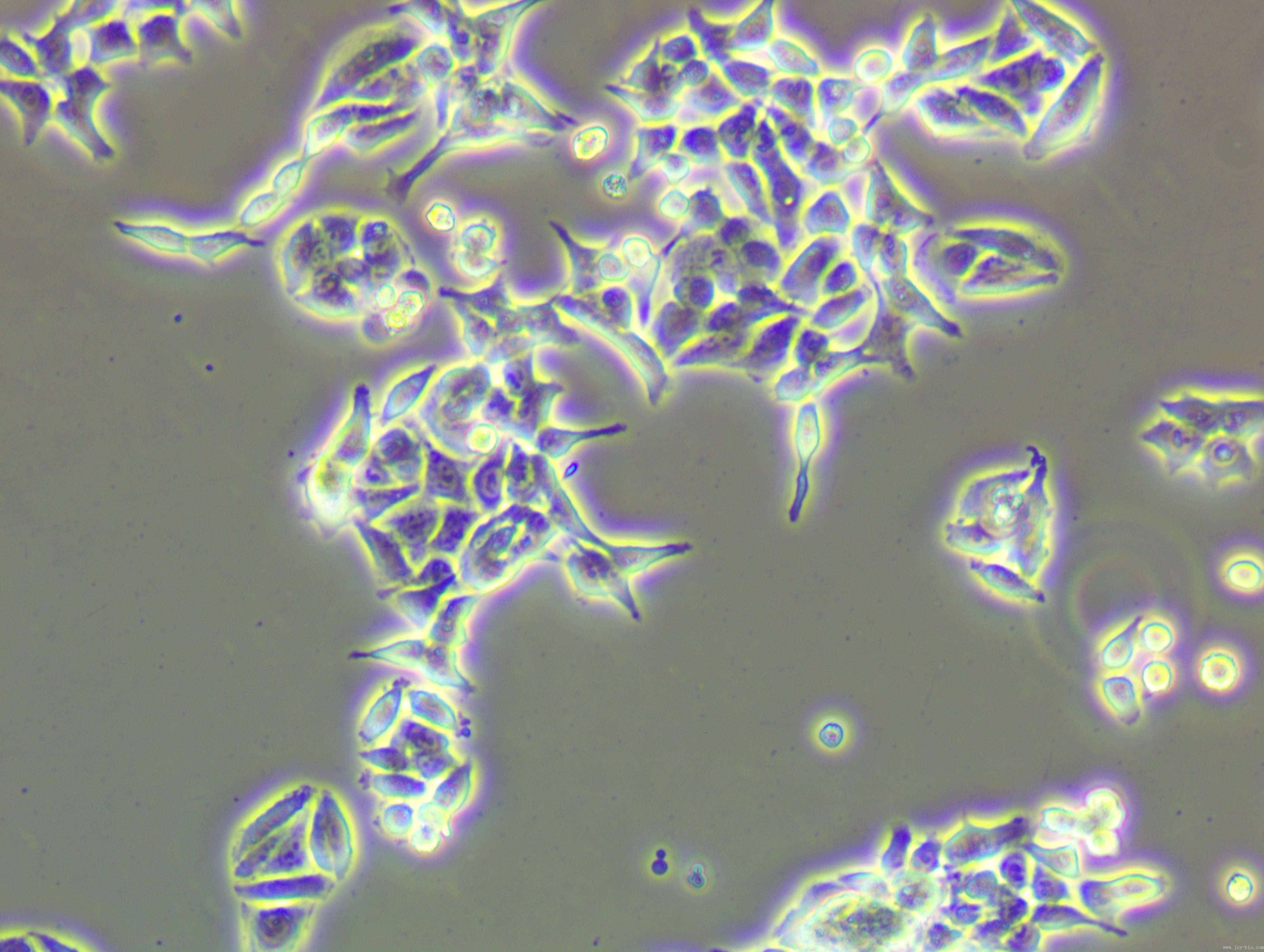 SW480（人结肠腺癌细胞） - 上海逐一生物科技有限公司