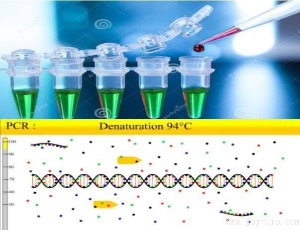 Q-PCR实验 - 上海逐一生物科技有限公司