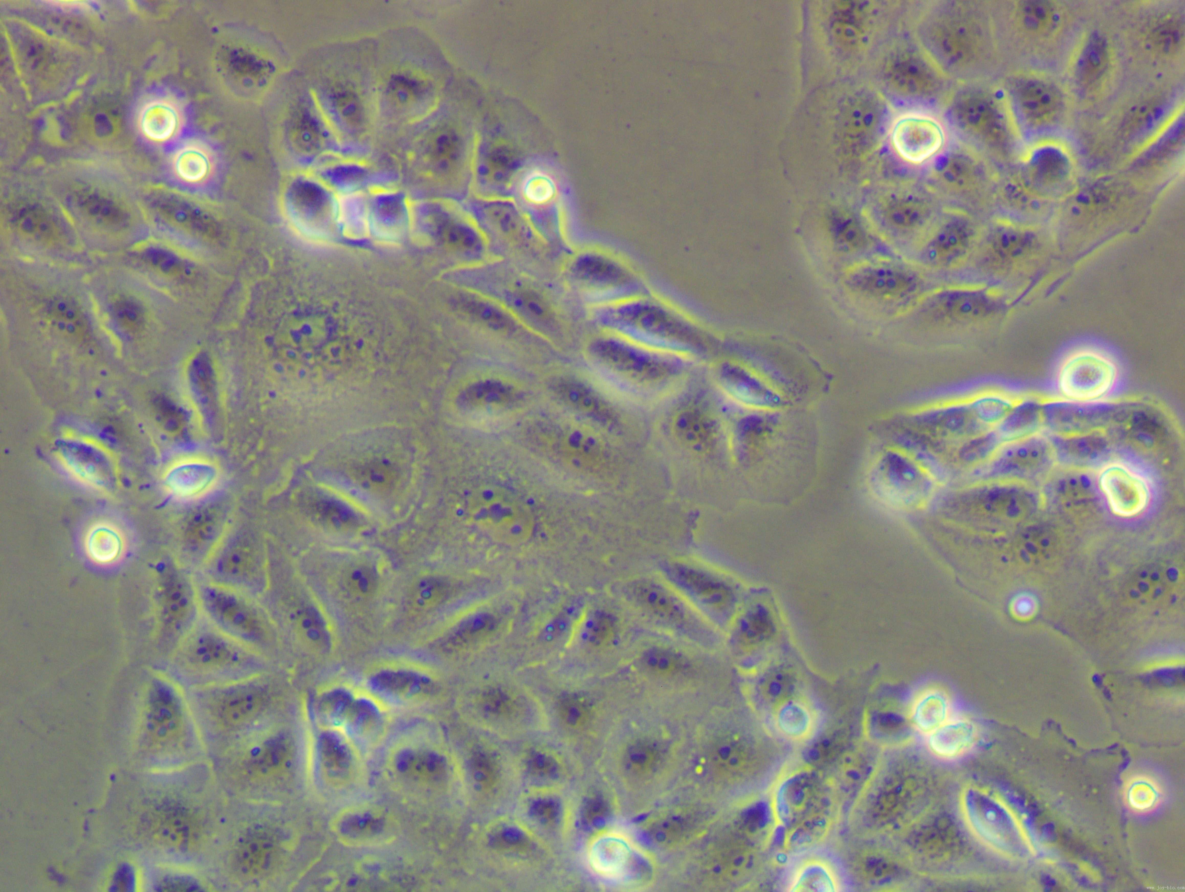 HuCC-T1（人胆管癌细胞） - 上海逐一生物科技有限公司